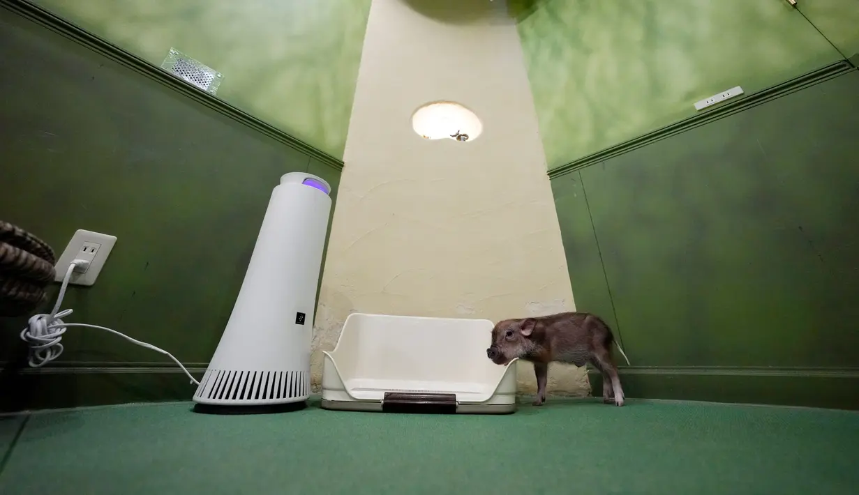 Sensasi Nongkrong Bareng Babi-Babi Mini di Mipig Cafe Tokyo - Foto ...