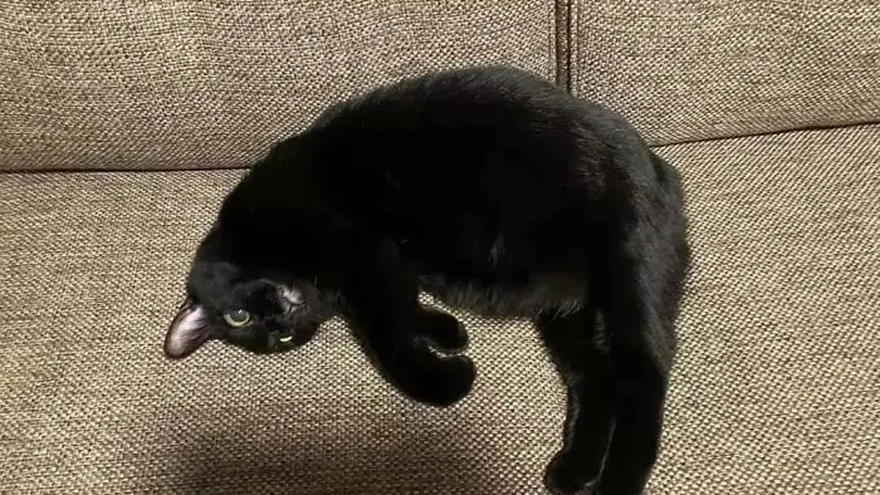6 Ilusi Optik Kucing Hitam Ini Bikin Bingung, Perlu Kucek Mata - Hot ...