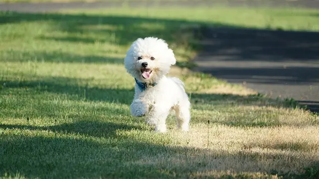 15 Macam Anjing Ras Kecil Lucu dan Menggemaskan, Cocok Jadi Peliharaan ...