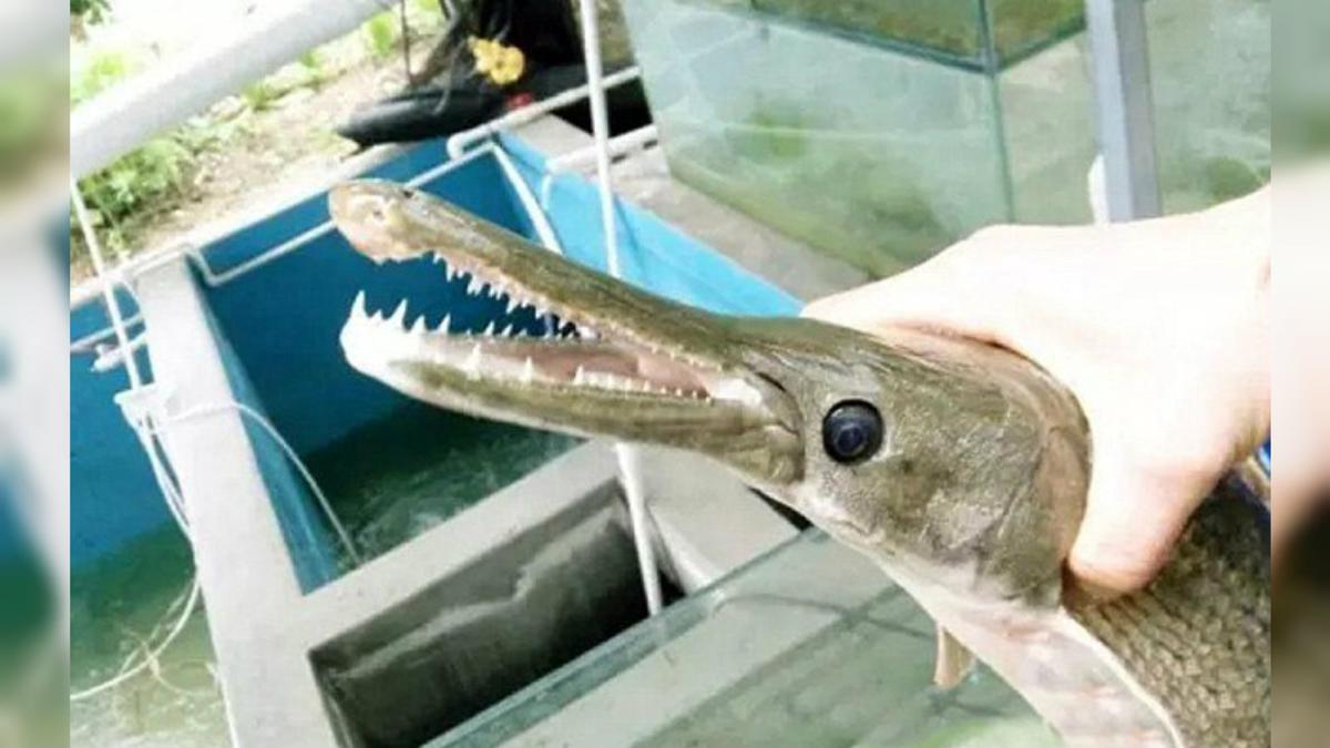 Mirip di Film Horor, Nelayan China Tangkap 'Ikan Monster' - Global ...