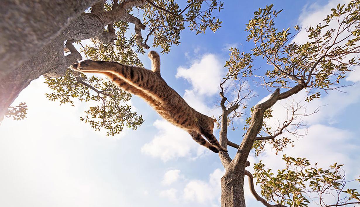 Pose Unik Para Kucing Melompat Seperti Ninja - Photo Fimela.com