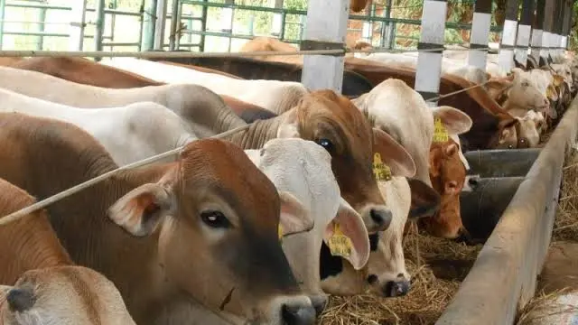 Daftar Harga Sapi 1 Ekor 2024, Lengkap Panduan Memilihnya Agar Tidak ...