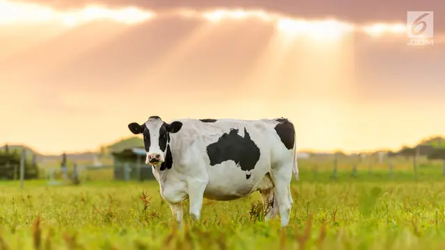 China Sukses Kloning Sapi Super, Mampu Produksi 100 Ton Susu Sepanjang ...