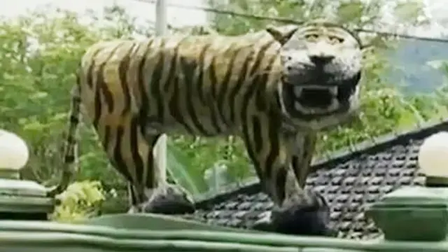Segmen 3: Pengganti Patung Macan Lucu di Koramil Cisewu - TV Liputan6.com