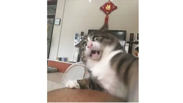 7 Ekspresi Kucing Ini Viral di Media Sosial, Kocak Abis - Hot Liputan6.com