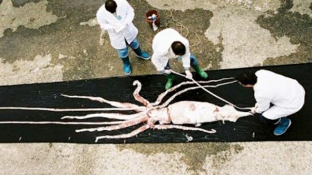 Cumi-cumi Raksasa 10 Meter Tertangkap, Nelayan Heboh - Citizen6 ...