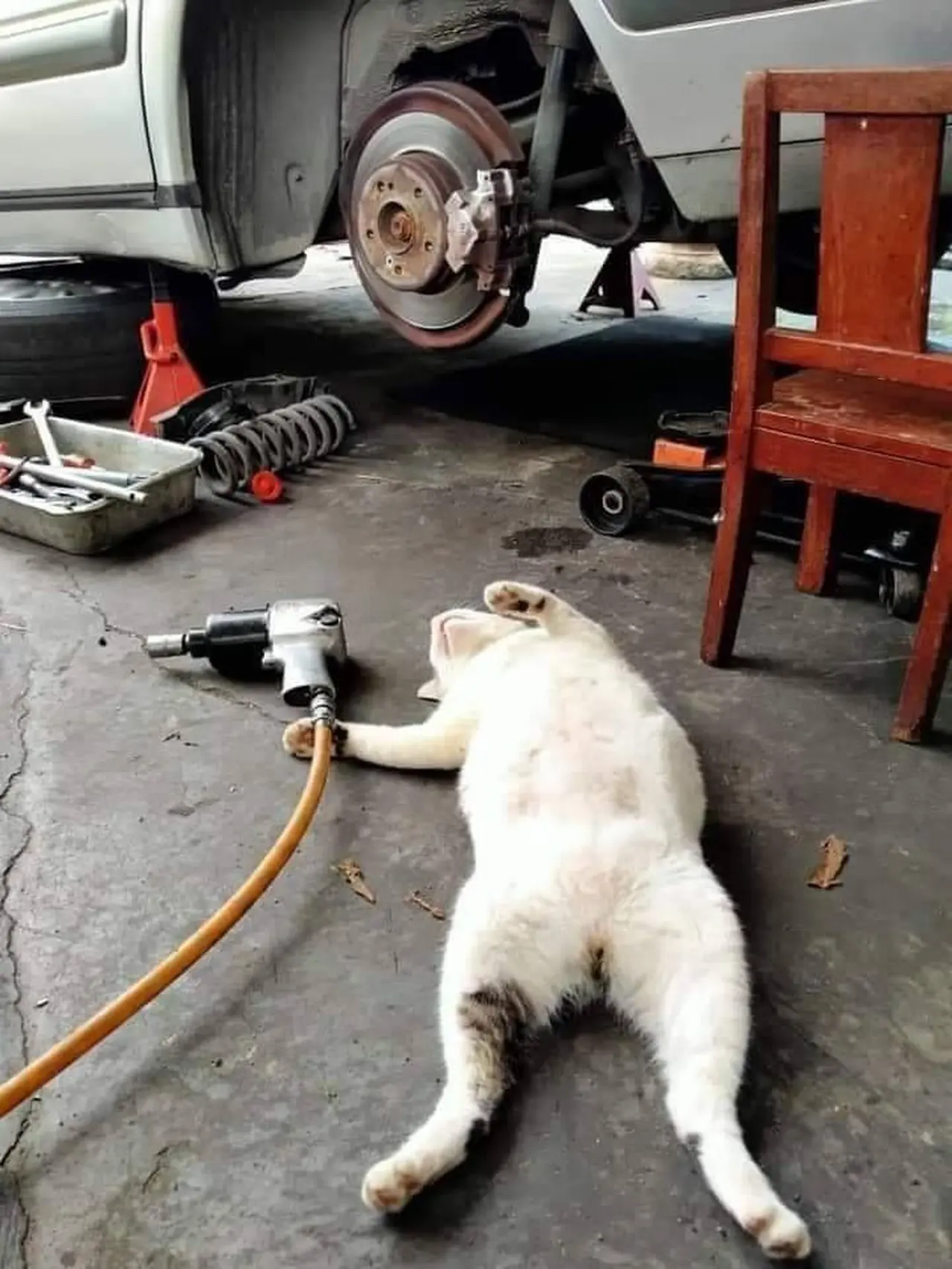 Dibesarkan di Bengkel, Ini 7 Potret Kocak Kucing Saat Bertingkah Jadi ...