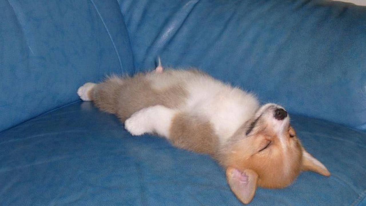 Ternyata Ini Alasan Anjing Suka Mimpi Berlari Saat Tidur