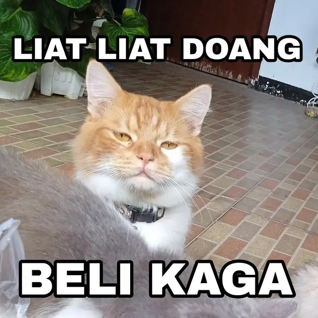 9 Meme Lucu Lagi Emosi Ini Kocak, dari Kucing Hingga Manekin - Hot ...