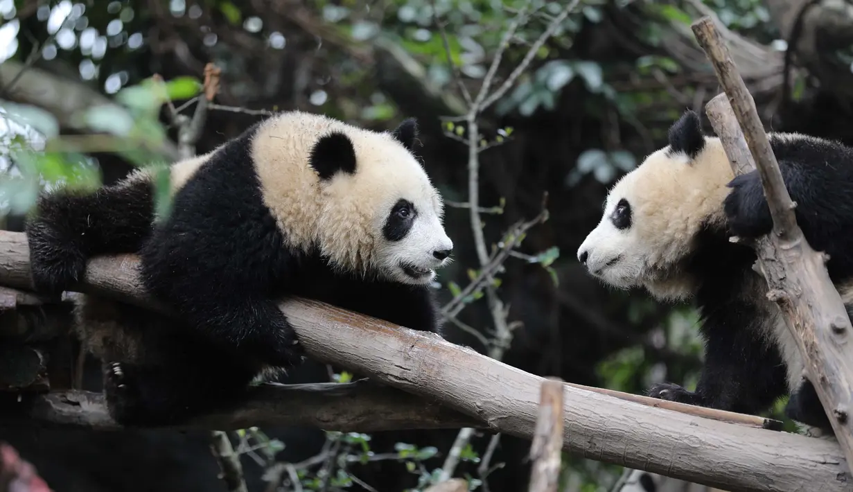 FOTO: Peringatan Hari Panda Internasional di Chengdu - Foto Liputan6.com