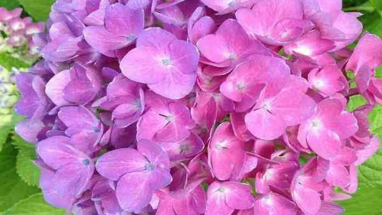 Pesona Kebun Bunga Hortensia, Destinasi Wisata Cantik di Kota Batu ...