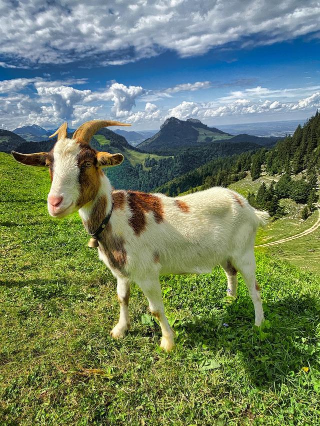 7 Gambar Kambing Lucu dari Berbagai Jenis, Salah Satunya Cocok Jadi ...