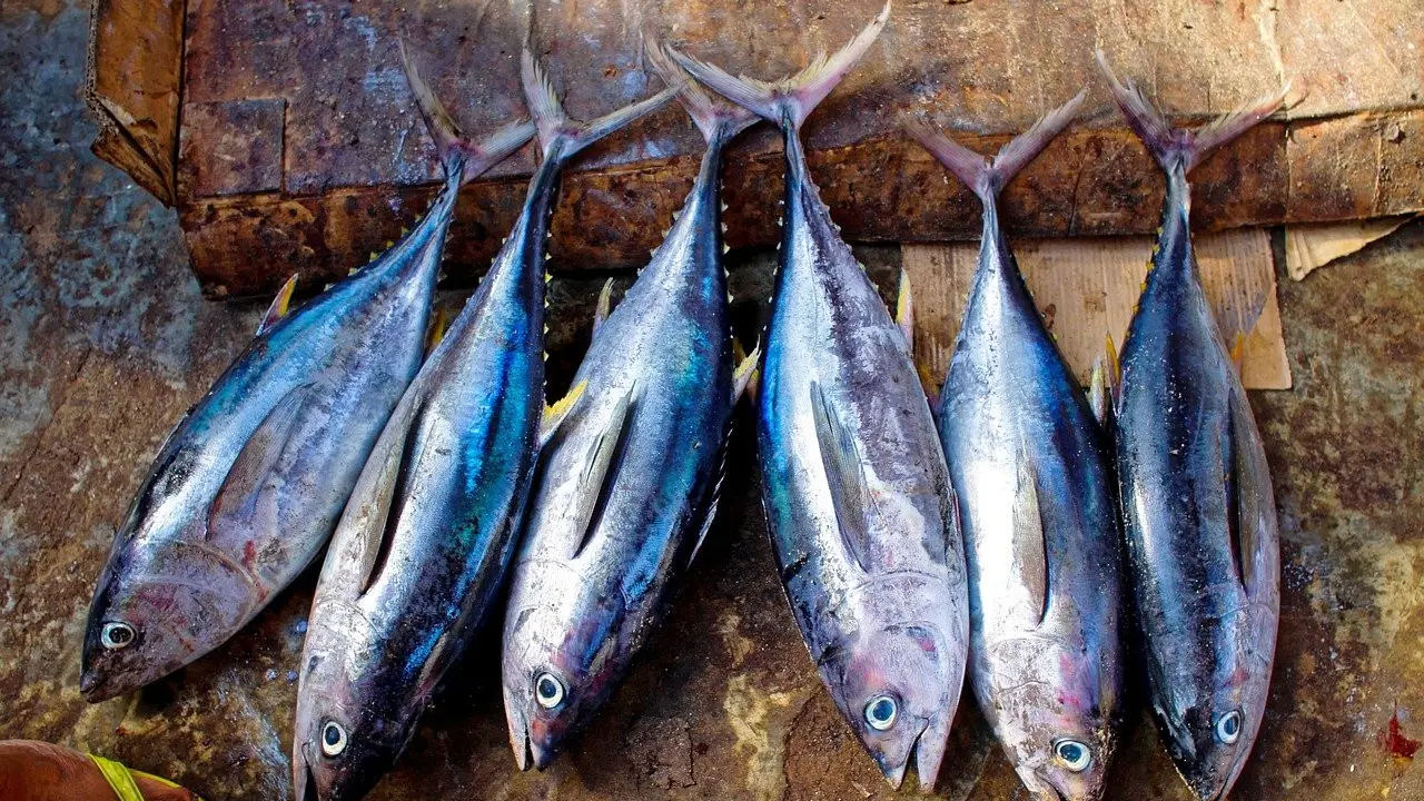 15 Macam Ikan Laut untuk Konsumsi, Kaya Nutrisi - Hot Liputan6.com