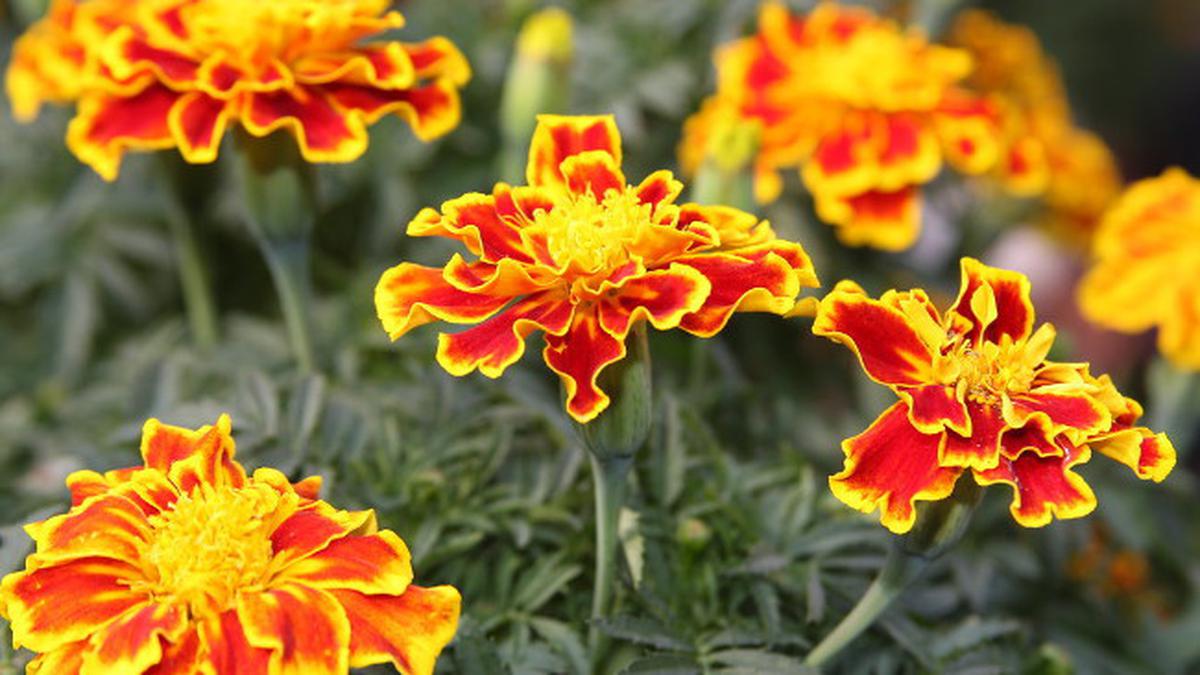 5 Bunga Cantik yang Dibenci Nyamuk