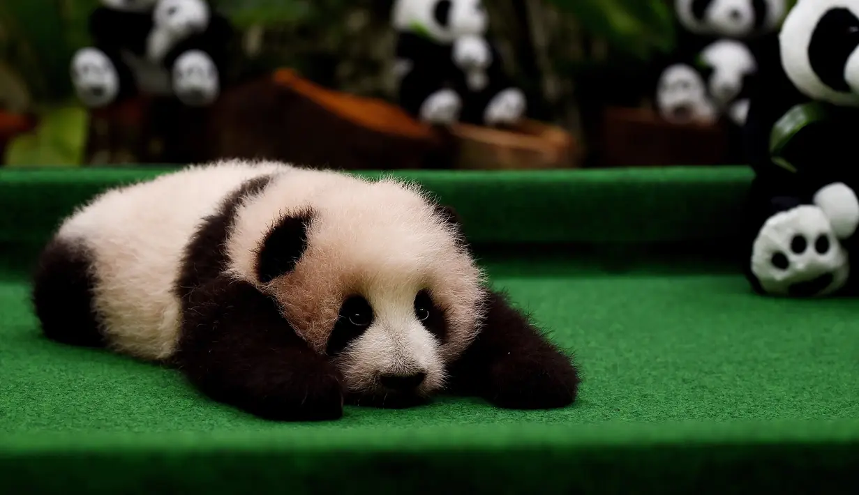 Menggemaskannya Anak Panda yang Mulai Dipamerkan di National Zoo ...