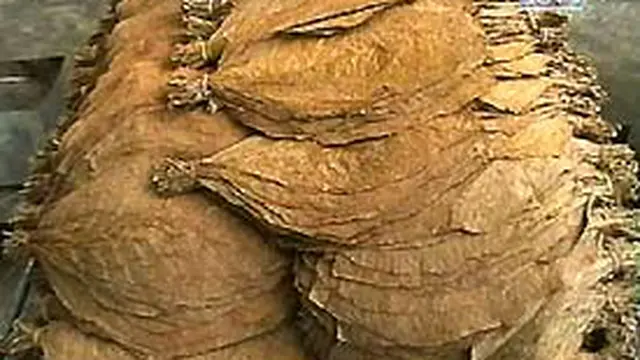Produk Tembakau Deli Menurun Drastis - News Liputan6.com