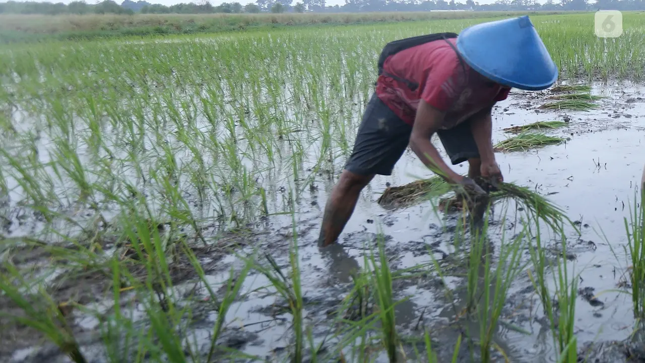 Lahan Pesisir Disulap Jadi Sentra Padi hingga Rumput Laut