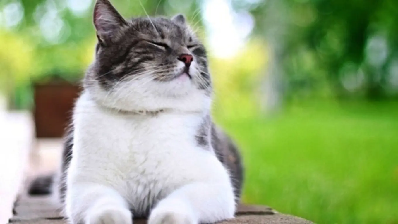 Mitosnya Nggak Suka Air, Tapi Kucing Ini Jago Berenang - Lifestyle ...