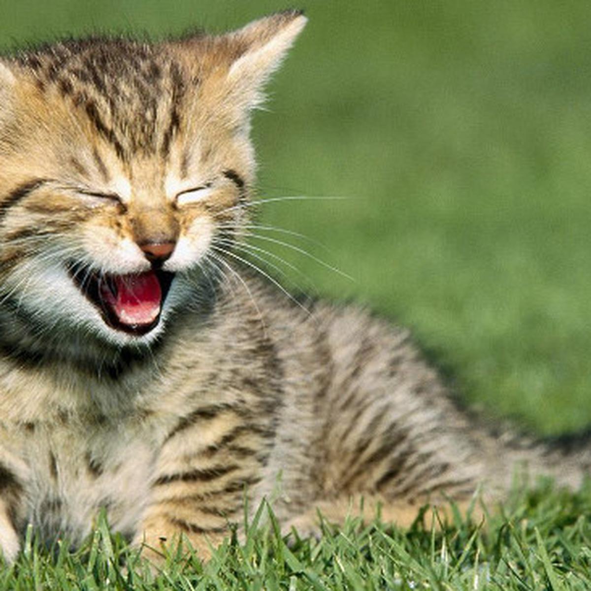 Gambar Kucing Sedih