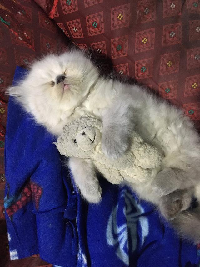 7 Potret Lucu Kucing Peluk Boneka Kesayangan Ini Bak Anak Kecil yang ...
