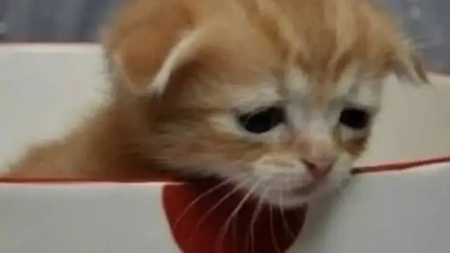 8 Potret Kucing saat Sedih Ini Justru Bikin Gemas - Hot Liputan6.com
