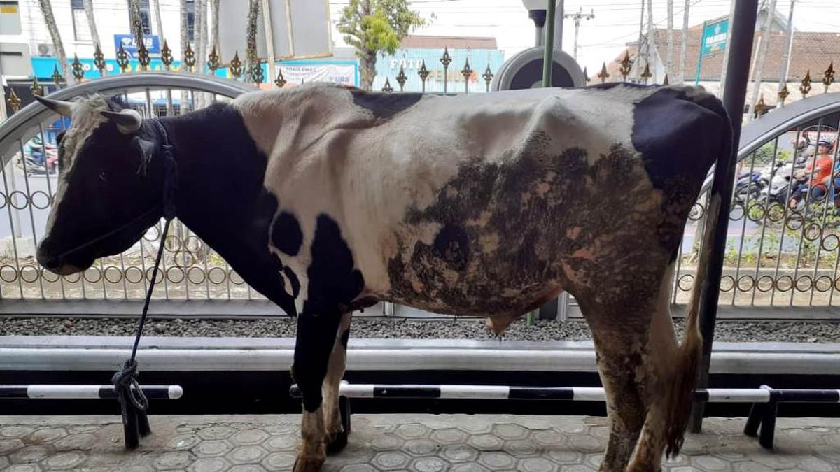 Sapi Jumbo Keluarga Soeharto untuk Duafa di Purwokerto - Regional ...