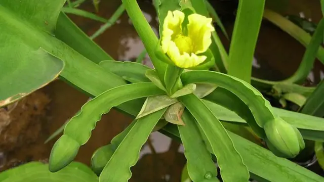 10 Manfaat Genjer untuk Kesehatan, Ketahui Efek Samping dan Kandungan ...