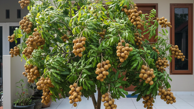 Cara Memaksa Pohon Kelengkeng Berbuah, Panen Melimpah Sepanjang Tahun