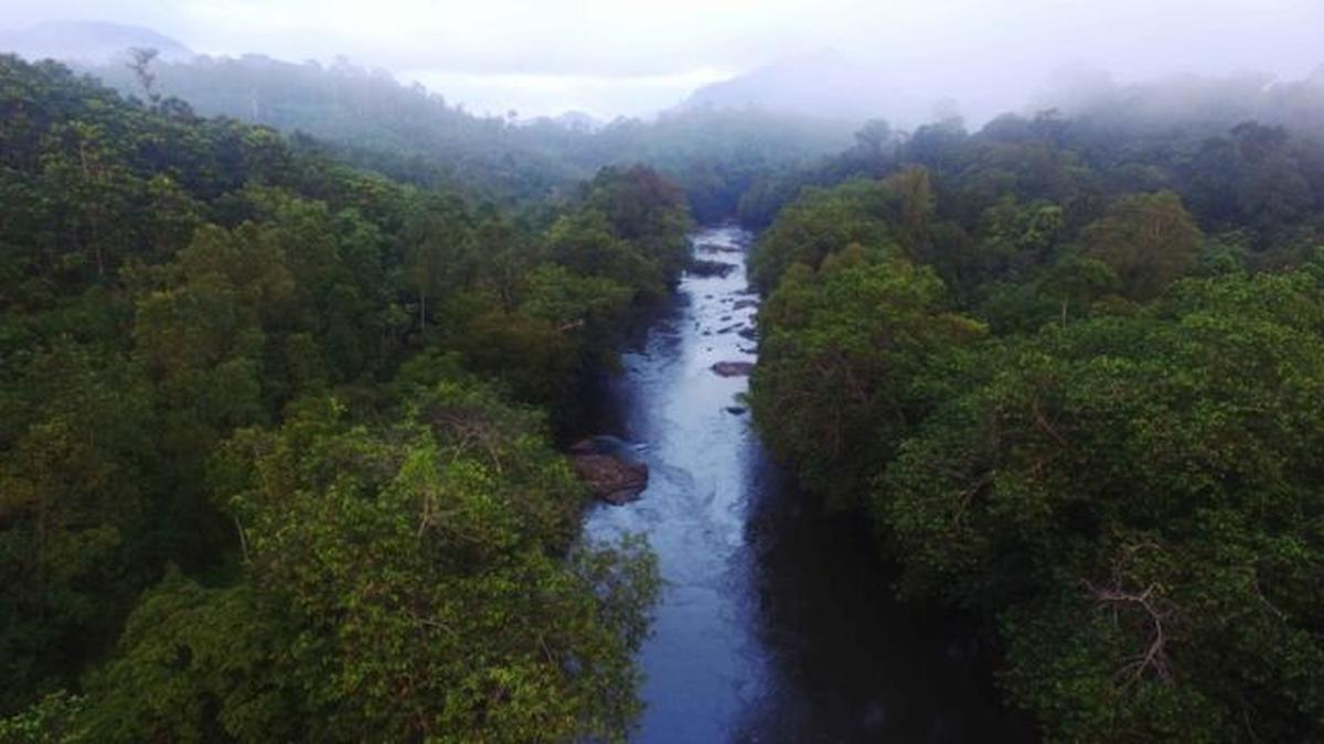 Perjuangan 11 Tahun, 15 Hutan Adat di Gunung Mas Akhirnya Ditetapkan