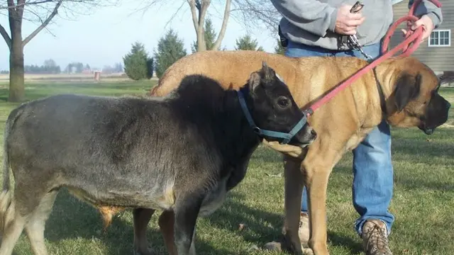 Seukuran Anjing, Spesies Sapi Baru Ini Bisa Jadi Hewan Peliharaan ...