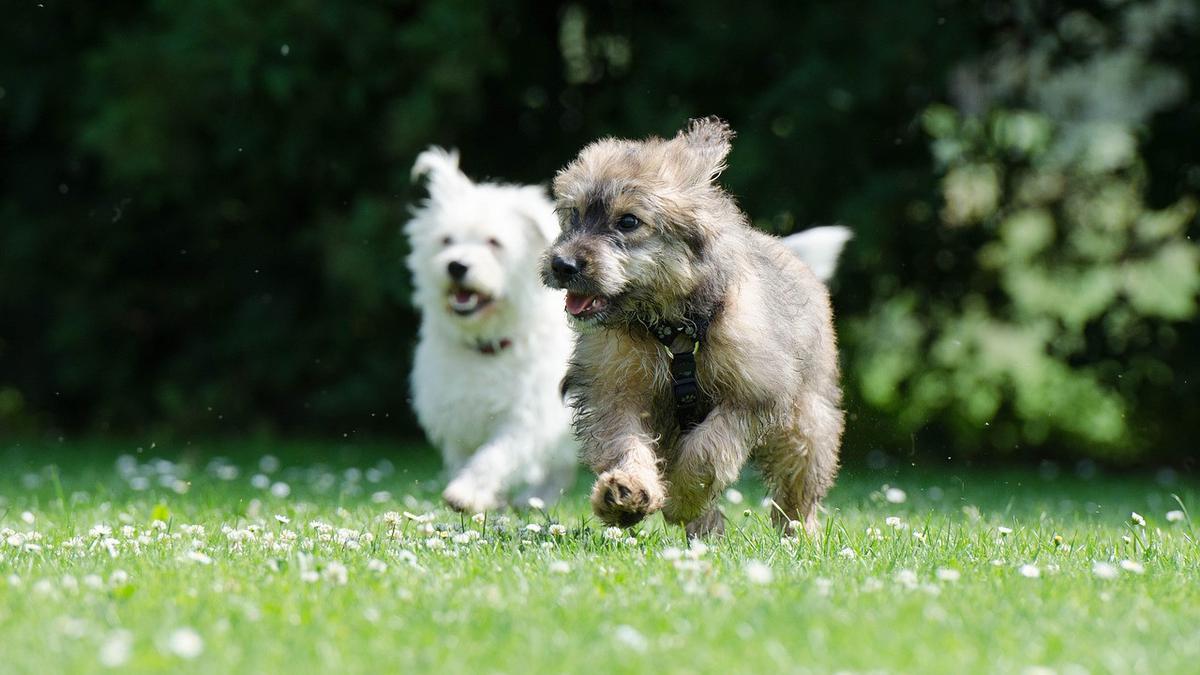 Kumpulan Nama Anjing yang Bagus dan Mudah Diingat