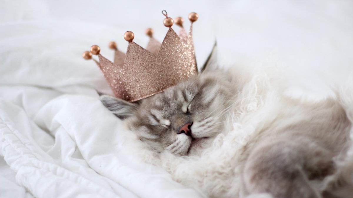 Punya Sejarah Panjang, 5 Ras Kucing dari Asia ini Sempat Dipuja Bak Raja