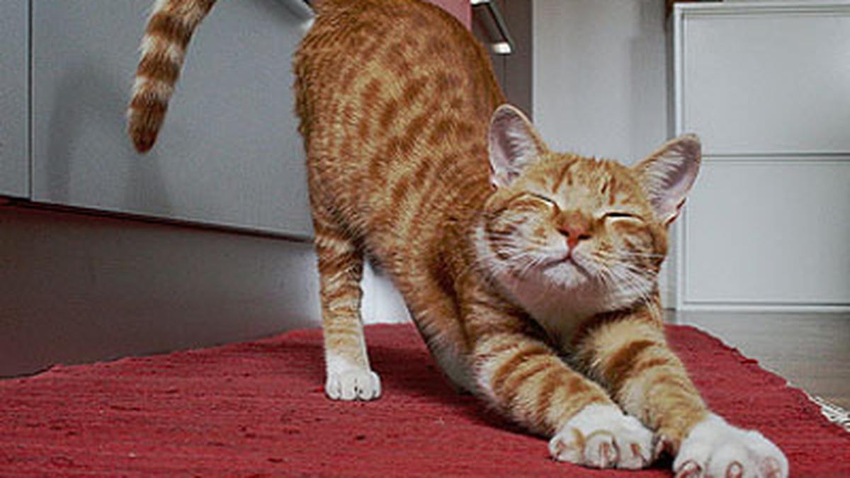 6 Bahasa Tubuh yang Lucu dari Para Kucing - Global Liputan6.com