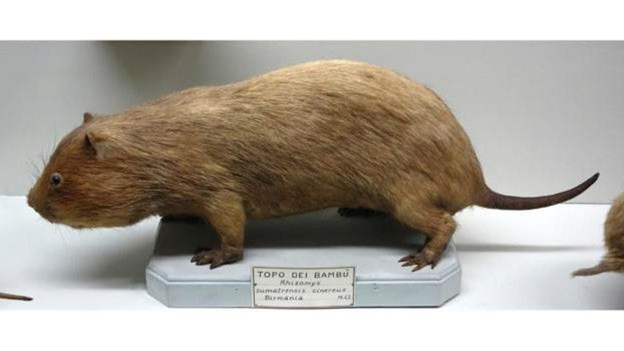 Top 3: Tikus 'Raksasa' Ternyata Ada di Sumatera