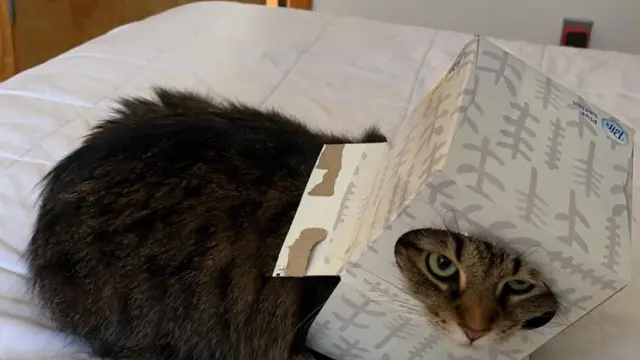 8 Potret Kucing Saat Pakai Helm Ini Bikin Geleng Kepala, Nyeleneh Tapi ...