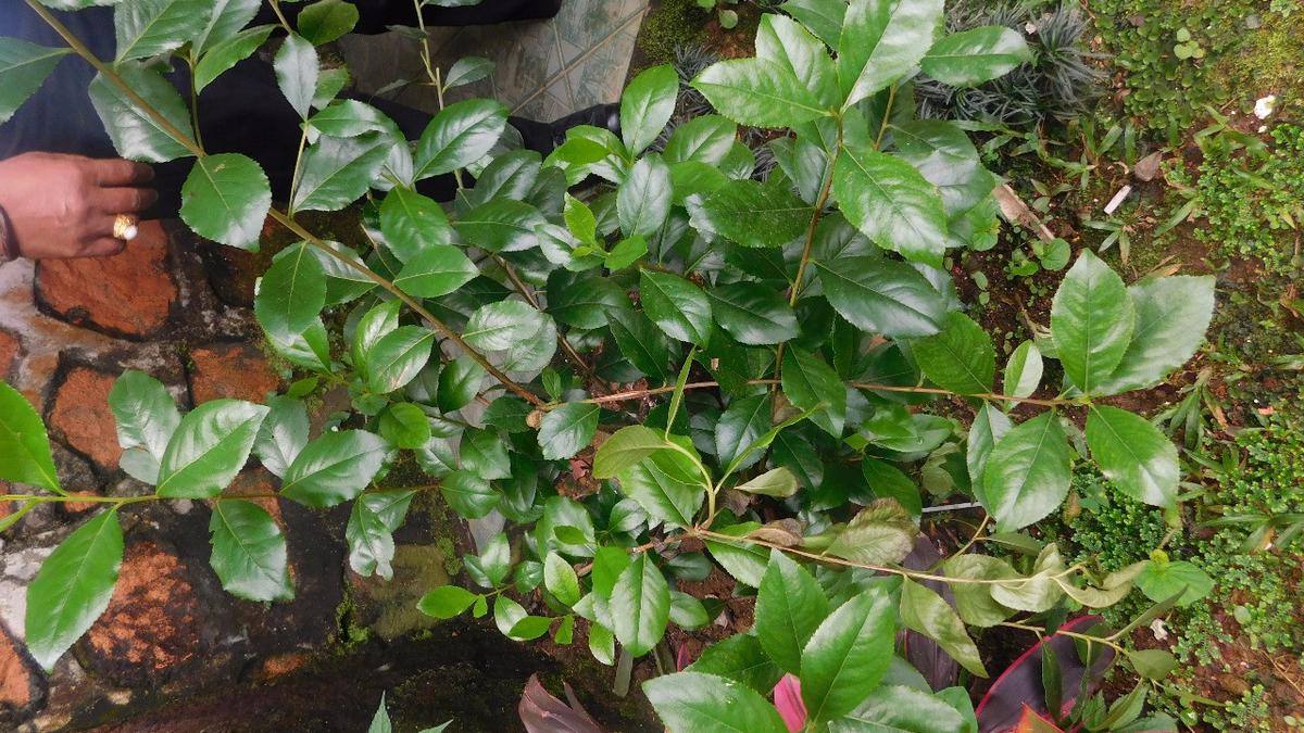 Pohon Katinon Masih Tumbuh Subur di Puncak Bogor