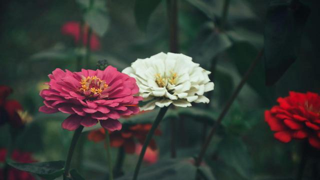 6 Pilihan Bunga Segar Terbaik untuk Ditanam di Pot, Bisa Percantik ...