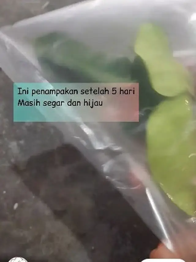 Tanpa Dijemur atau Disimpan dalam Kulkas, Ini Cara Agar Daun Jeruk Awet Hijau hingga 1 Minggu ...