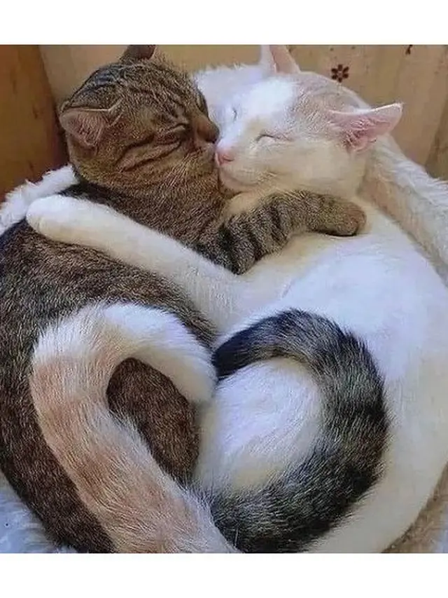 6 Potret Dua Kucing Beraksi Bentuk Love Ini Menggemaskan, Momen Langka ...