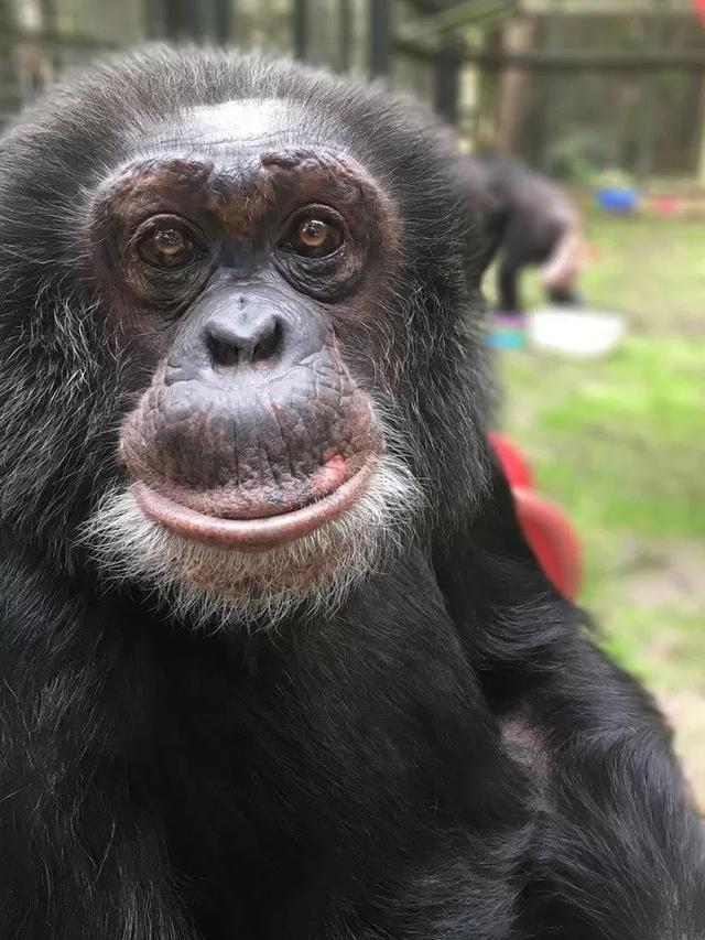 7 Potret Terbaru Bubbles, Simpanse Peliharaan Michael Jackson yang Kini ...