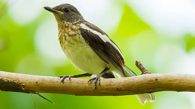 Burung Hudhud dan Shurad Apakah Ada di Indonesia, di Mana Habitatnya ...