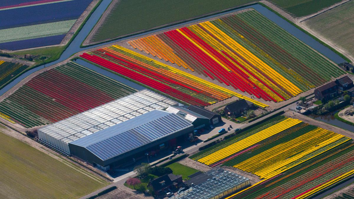 FOTO: Seperti Lukisan, Begini Penampakan Ladang Tulip di Belanda - Foto Liputan6.com