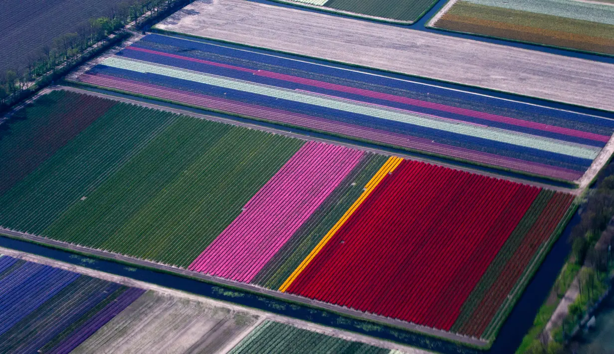 FOTO: Seperti Lukisan, Begini Penampakan Ladang Tulip di Belanda - Foto Liputan6.com