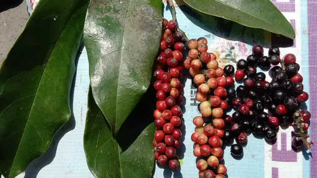 Memaksimalkan Manfaat Buni, Buah Langka Untuk Kesehatan - Regional ...