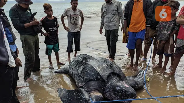 Nasib Penyu Belimbing Raksasa Usai Terjaring Pukat Nelayan di Kupang - Regional Liputan6.com