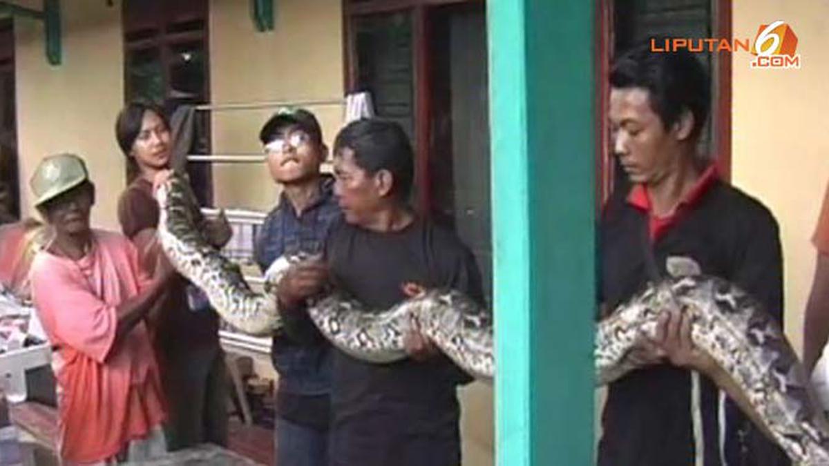 [VIDEO] Ular Phyton Sepanjang 6 Meter Ditemukan di Selokan - News ...