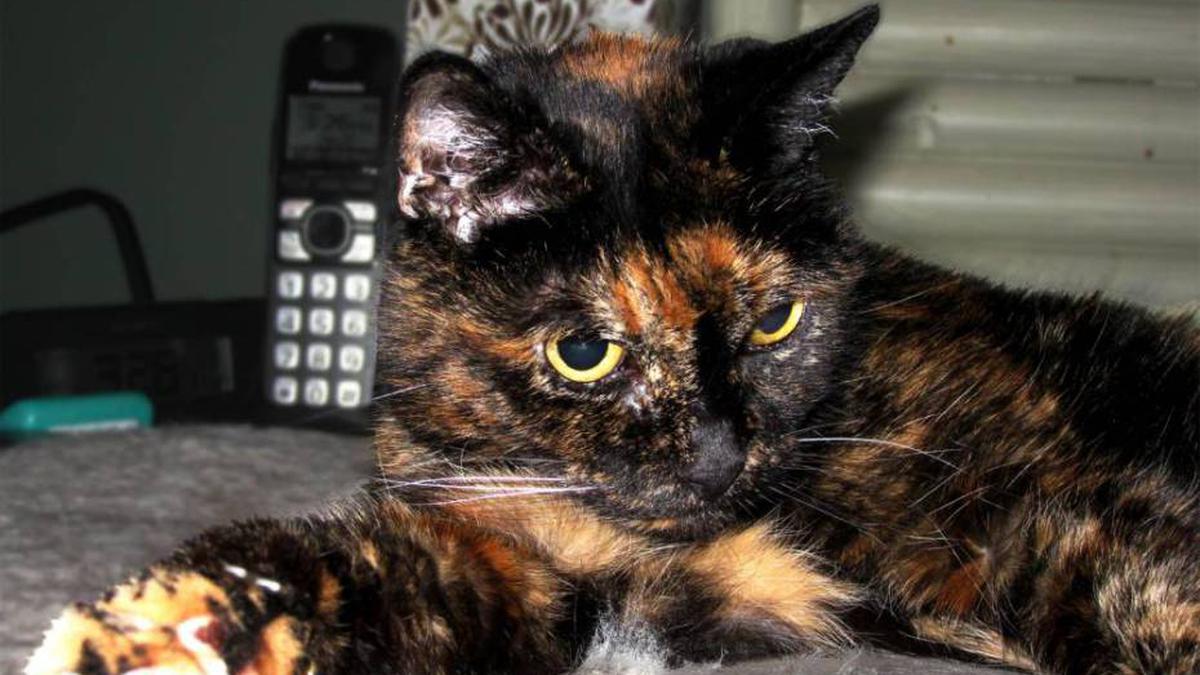 Kucing Tertua di Dunia ini Berusia 121 Tahun - Global Liputan6.com