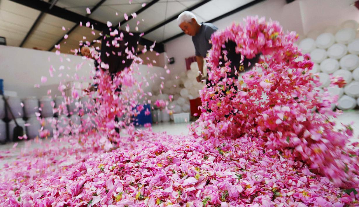 FOTO: Melihat Proses Panen Mawar Konsumsi di China - Foto Liputan6.com