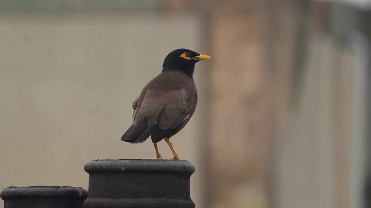 Bocah Laki-Laki Ini Mampu Tirukan Kicauan Berbagai Jenis Burung ...