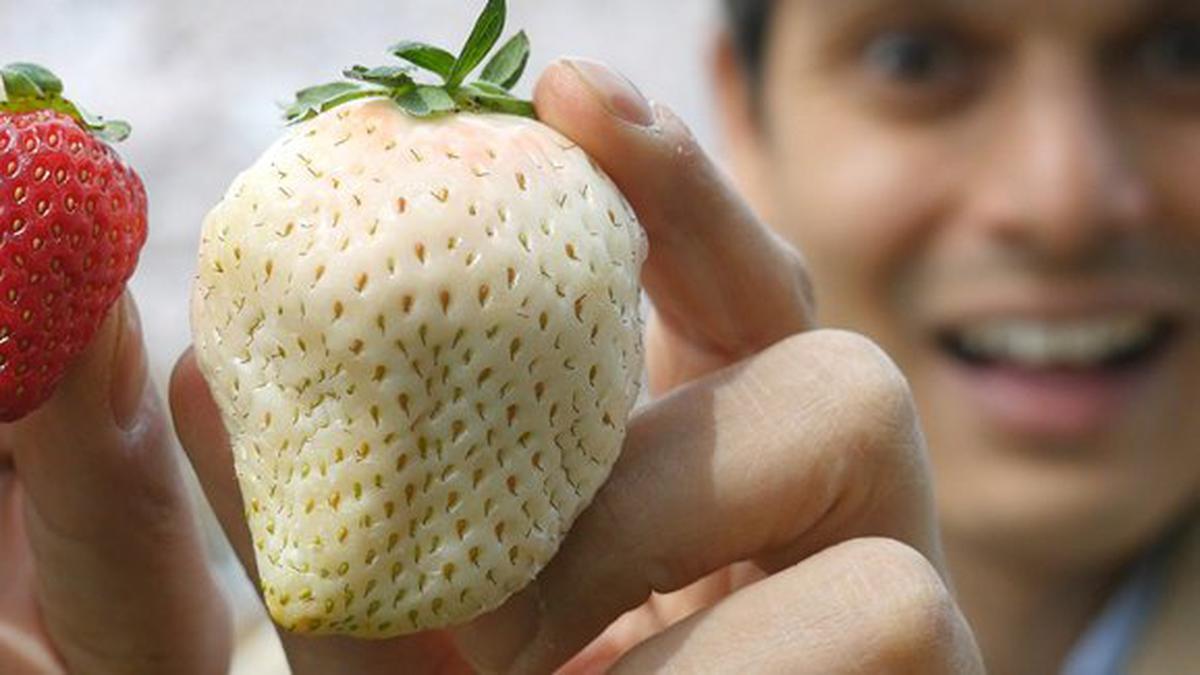 White Jewel, Strawberry Putih asal Jepang Harganya Fantastis ...